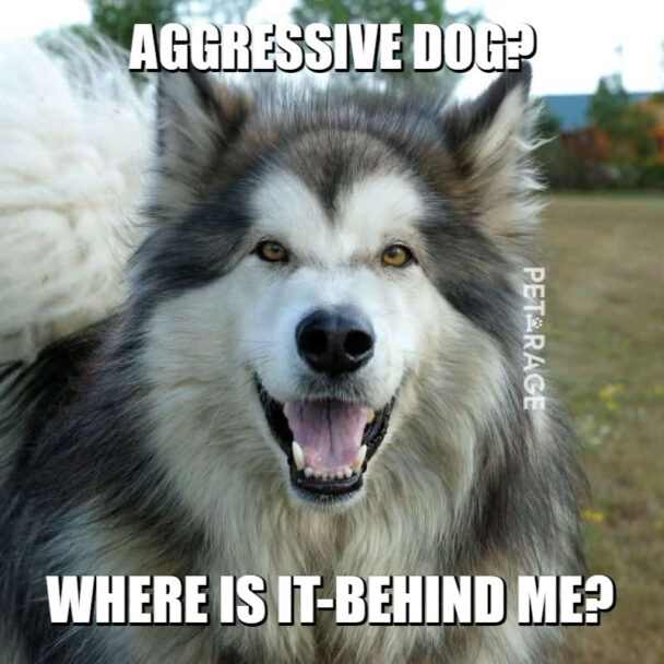 Funny - Sarcastic - Shocking Dog Memes